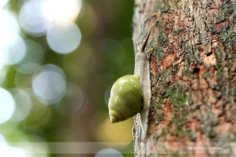 Singapore Green Tree Snail Singapore Geographic