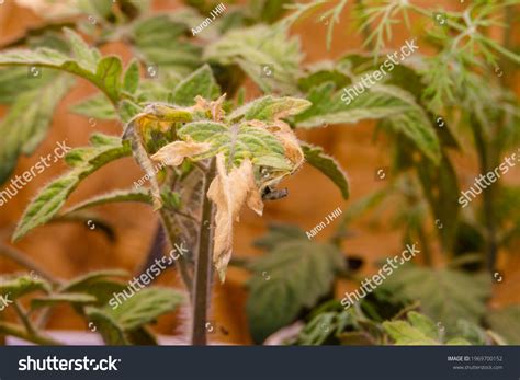 Nitrogen Deficiency In Tomato Plants