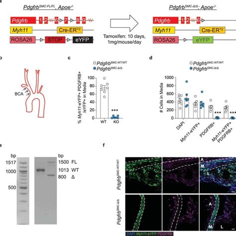 Generation And Validation Of Ec Lineage Tracing Mice And Ec Specific