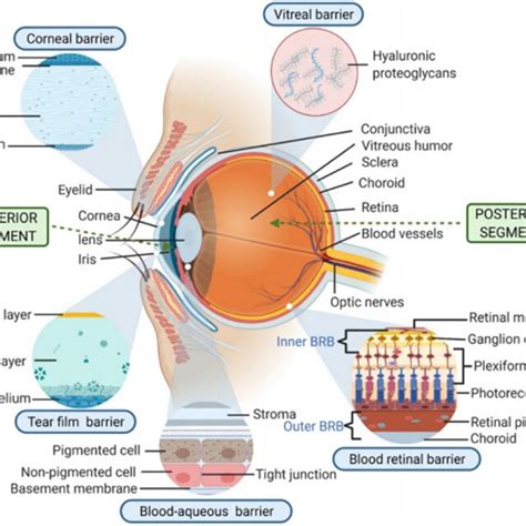 Drug Delivery Barriers In Ocular Routes [26] The Absorption Barriers