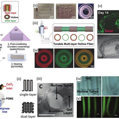 Microfluidic Bioprinting Of Organoids I A Microfluidic Device For Download Scientific Diagram