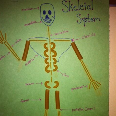 Cause And Effect Diagram For Teaching Skeletal System Skelet