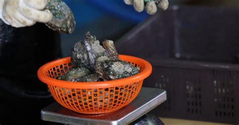 방어 반값·고등어 20 뚝뚝… 출하량 줄었지만 가격 폭락