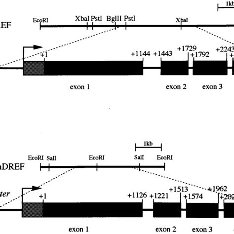 Restriction Maps For Genomic Clones And Structures Of Genes For