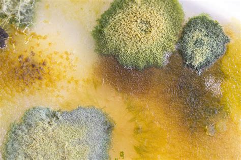 菌のコロニーの特性と教育用シャーレで藻類の背景 カビのストックフォトや画像を多数ご用意 カビ クローズアップ シャーレ Istock