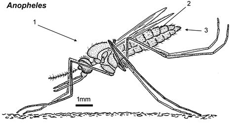 Anopheles Mosquito Public Health