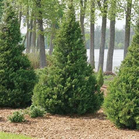 Juniperus Gin Fizz® Juniper Jackson And Perkins