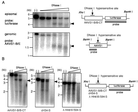 Dnase I Hypersensitivity Test A Dnase I Hypersensitivity Of Dhs S1