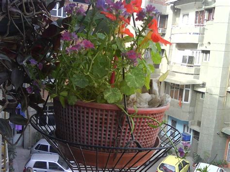 19 Garden Stuff In India Ideas You Cannot Miss Sharonsable