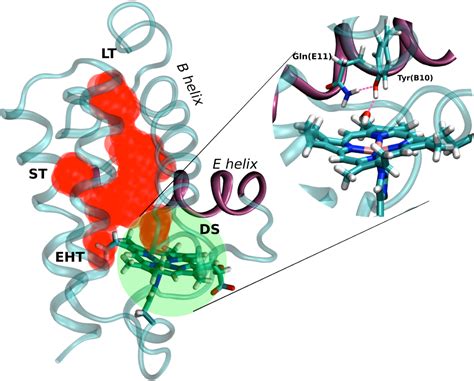 Figure 1 From Ligand Binding Rate Constants In Heme Proteins Using Markov State Models And