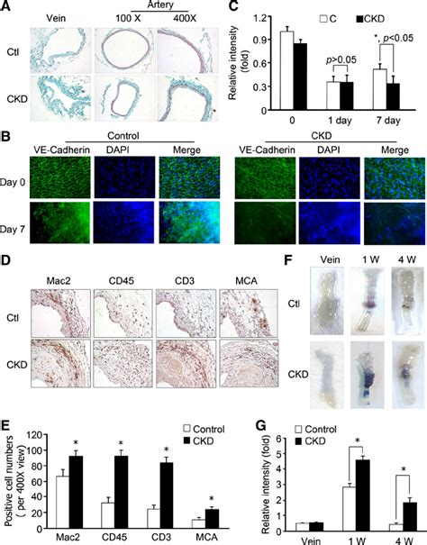 Ckd Delays The Recovery Of The Endothelial Junction Molecules And