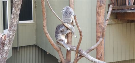 Brisbane 데이지 힐 코알라 센터daisy Hill Koala Centre 네이버 블로그