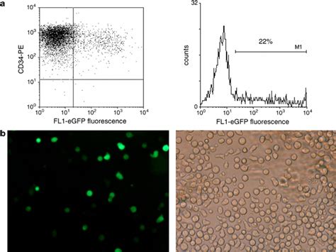 Evaluation Of The Percentage Of Cd34 Cells Expressing Egfp 2448 H
