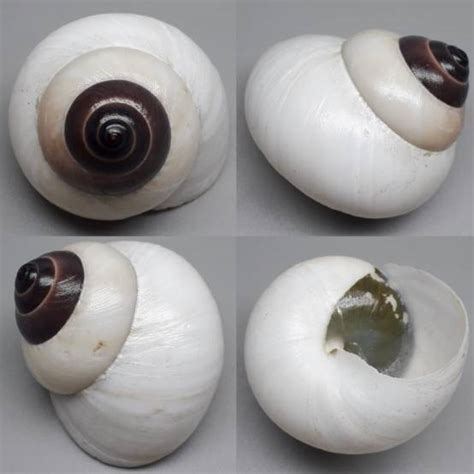 Asperitas Everetti 3840332