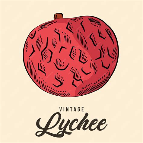 Vintage Main Dessin Lychee Fruit Croquis Vecteur Stock Illustration Couleur Vecteur Premium