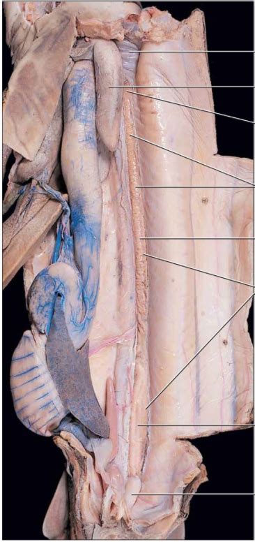 Biol 474l Chondrichthyes Male Reproductive System Diagram Quizlet