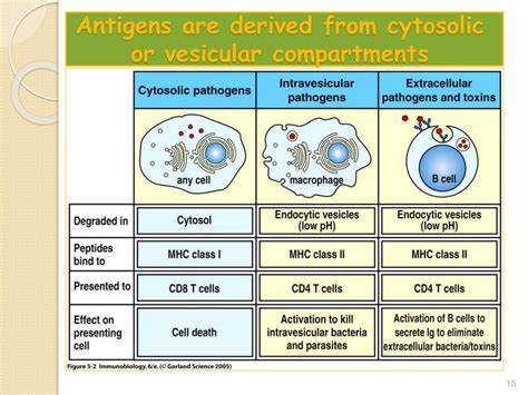 Reticuloendothelial System Pdf