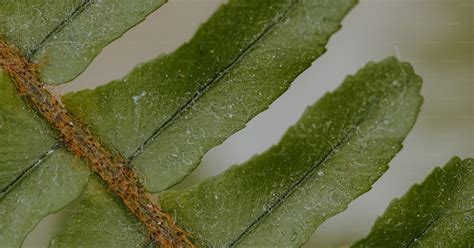 물방울이 있는 녹색 잎의 클로즈업 사진 Unsplash의 잎 이미지