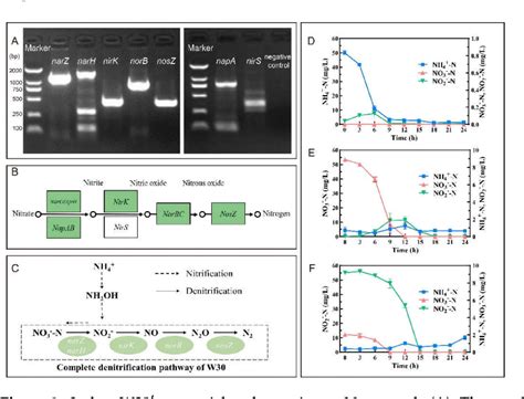 Figure 1 From Nitrogen Removal Characteristics And Constraints Of An Alphaproteobacteria With