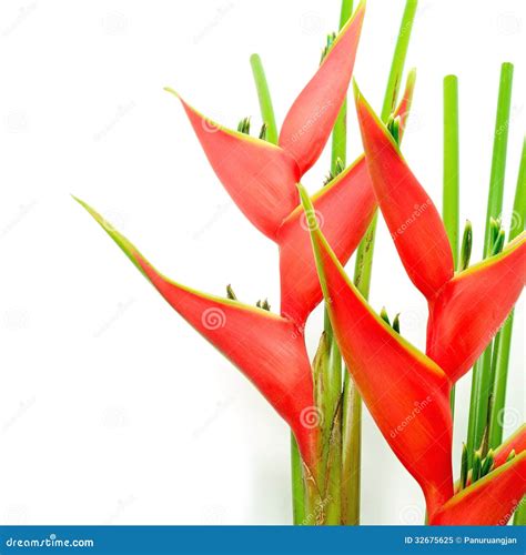Heliconia Stock Image Image Of Decoration Floral Beautiful