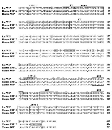 Figure 1 From The Rat Homologue Of Wiskott Aldrich Syndrome Protein