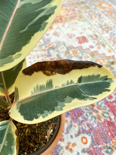 Best 10 Common Ficus Tree Problems And How To Solve Them Artofit