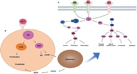 Insulin Igf 1 Regulates Bone Regeneration Through Mapk Pi3 K