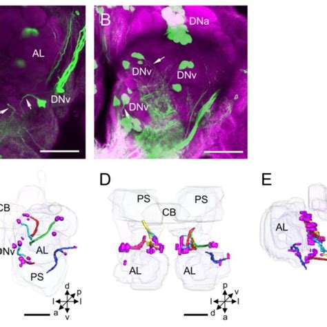 Distribution And Projection Patterns Of DNp Neurons In The Brain A B