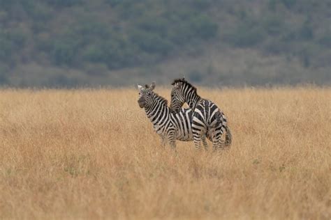 African Plains Zebra On The Dry Brown Savannah Grasslands Browsing And