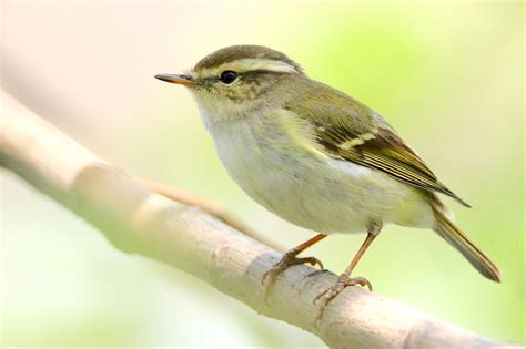 观鸟入门｜常州城市常见鸟类40种 祁记网 ｜ 专注于自然观察