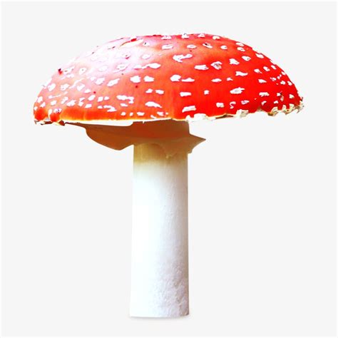 Toadstool Mushroom Isolated Image Free Photo Rawpixel
