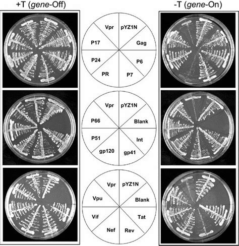 Effects Of Hiv 1 Viral Proteins On Colony Formation Wild Type S Pombe