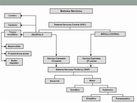 (PDF) ORGANIZACIÓN DEL SISTEMA NERVIOSO. NEURONAS°Medio/Biología/Clase 2... · funciones ...