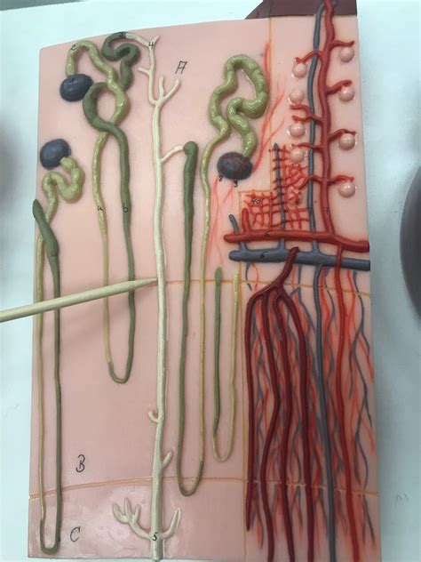 Glomerulus Model Flat Practical 4 Diagram Quizlet