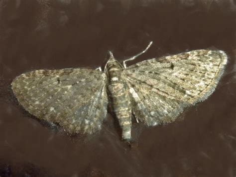北茨城周辺の生き物 シロテンカバナミシャク