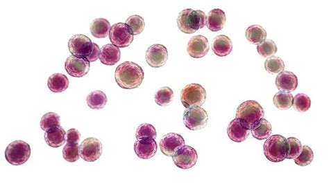 Pediococcus Qué Es Características Morfología Enfermedades