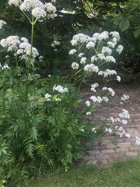 Onkruid Gele Bloemen Herkennen Bloemen