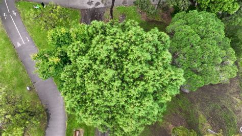Visual Tree Assessment Techniques For Comprehensive Tree Safety Audits