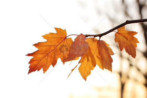 秋天枫叶高清图片下载 正版图片600701865 摄图网