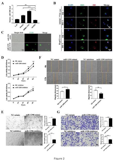 Figure 2 From Exosomal Mir 1290 Promotes Angiogenesis In Hepatocellular