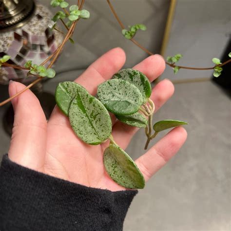 Hoya Mathilde Splash Silver Unrooted Etsy