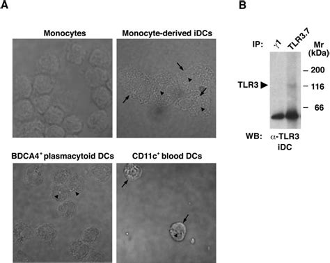 Intracellular Localization Of Human Tlr3 In Monocyte Derived Idcs And