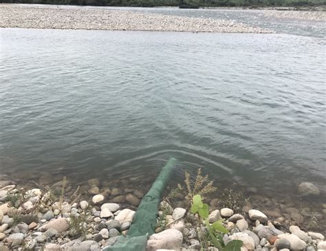 庄川漁連の近況情報サクラマス稚魚放流