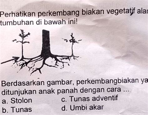 Solved 7 Perhatikan Perkembang Biakan Vegetatif Alamitumbuhan Di