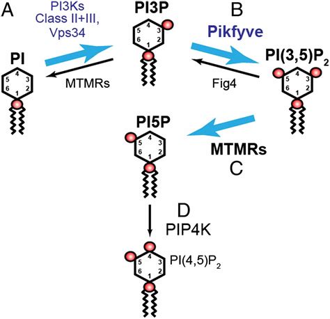 In Vivo Pikfyve Generates Pi 3 5 P2 Which Serves As Both A Signaling Lipid And The Major