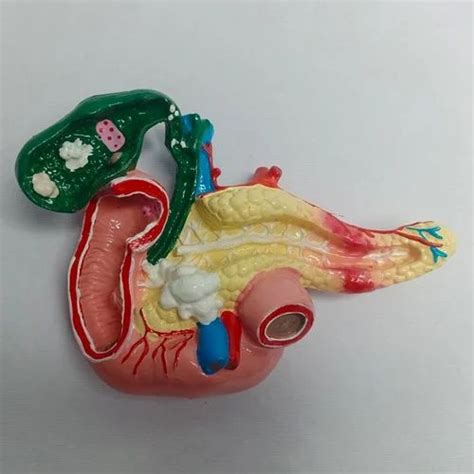 Pvc Model Of Spleen Pancreas And Duodenum At ₹ 2372 In New Delhi Id