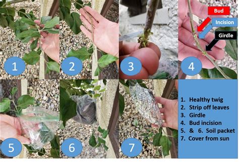 Tree Propagation Through Air Layering Part 2 By Ts Phd