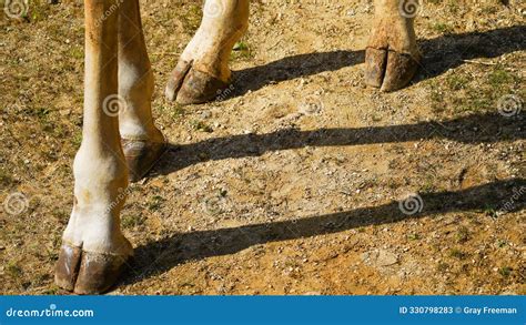 Hooves Of A Giraffe Walking On The Dry Sandy Ground Stock Image Image