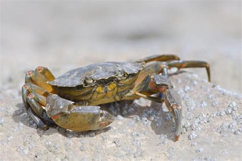 Premium Photo Macro Close Up Of A Crab Standing Out On A Rock Covered