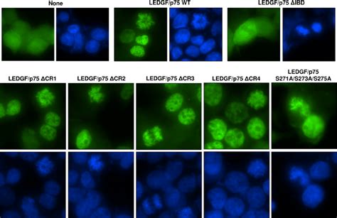 Integrase To Chromatin Tethering Assay Ledgf P75 Deficient Hek293t Download Scientific Diagram